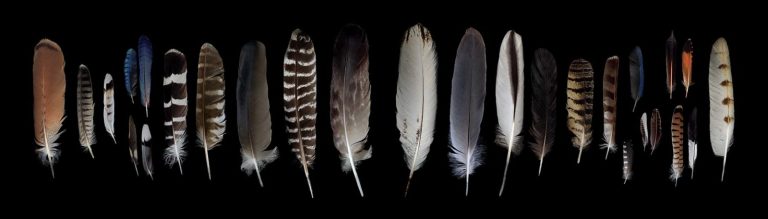The Secret of Bird Feathers - What's a Feather Look Like Under a ...