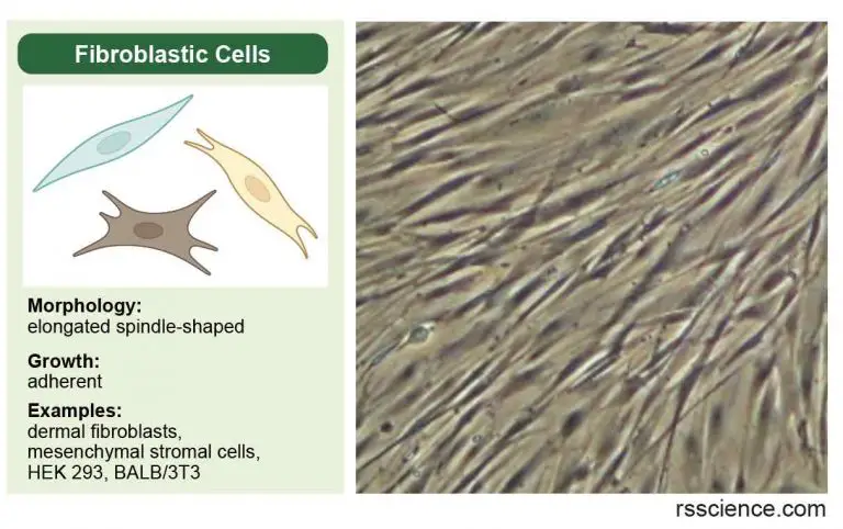 Cell Culture Basics – The Foundation of Biotechnology - Rs' Science
