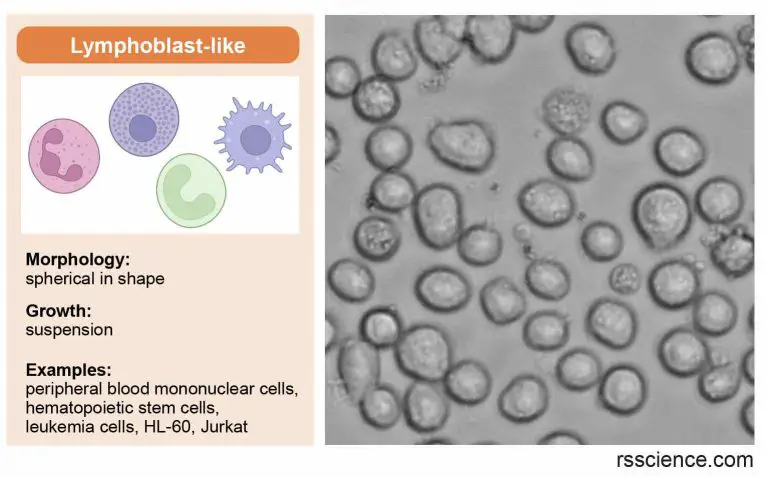 Cell Culture Basics – The Foundation of Biotechnology - Rs' Science
