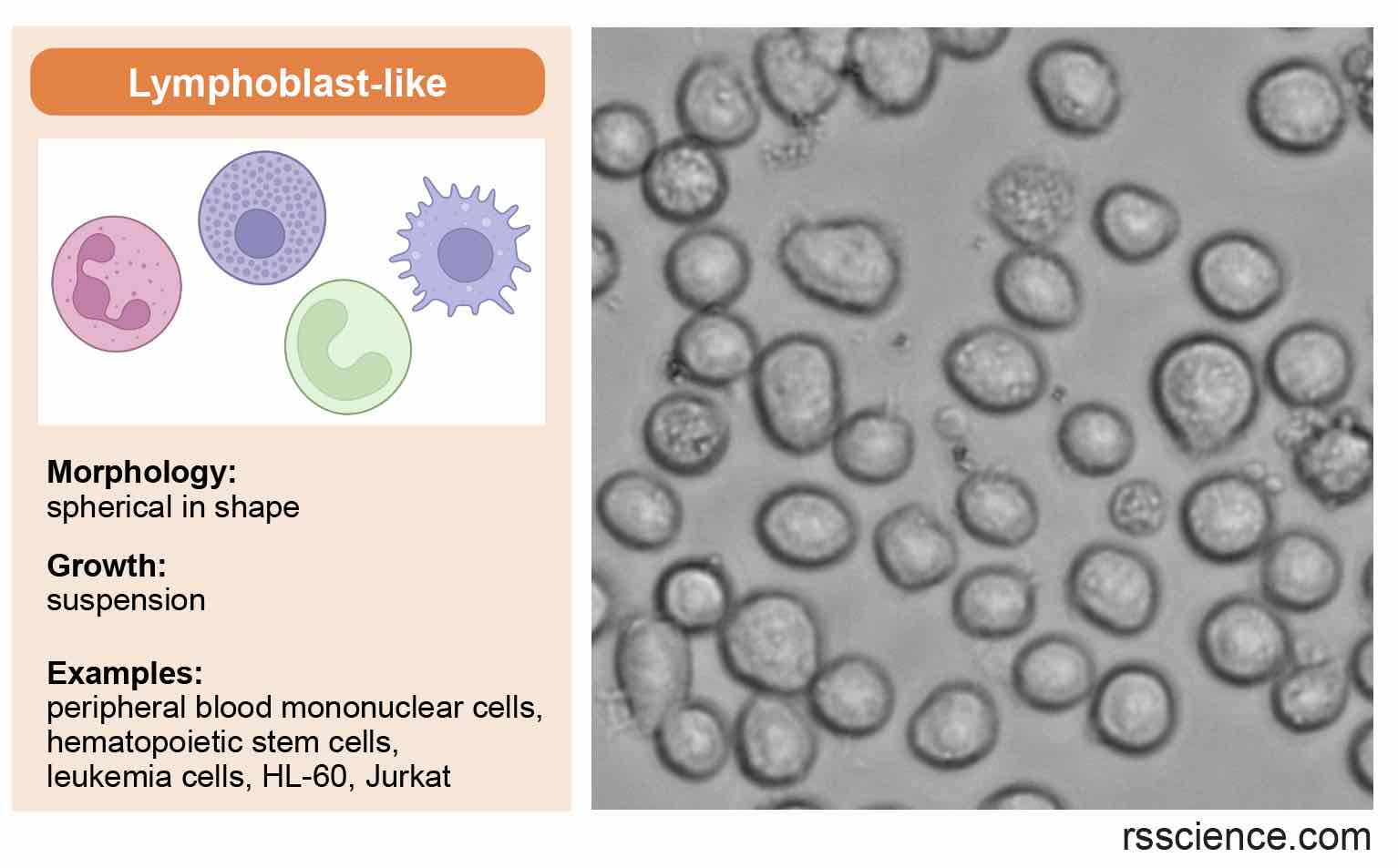 Cell Culture Basics – The Foundation of Biotechnology - Rs' Science