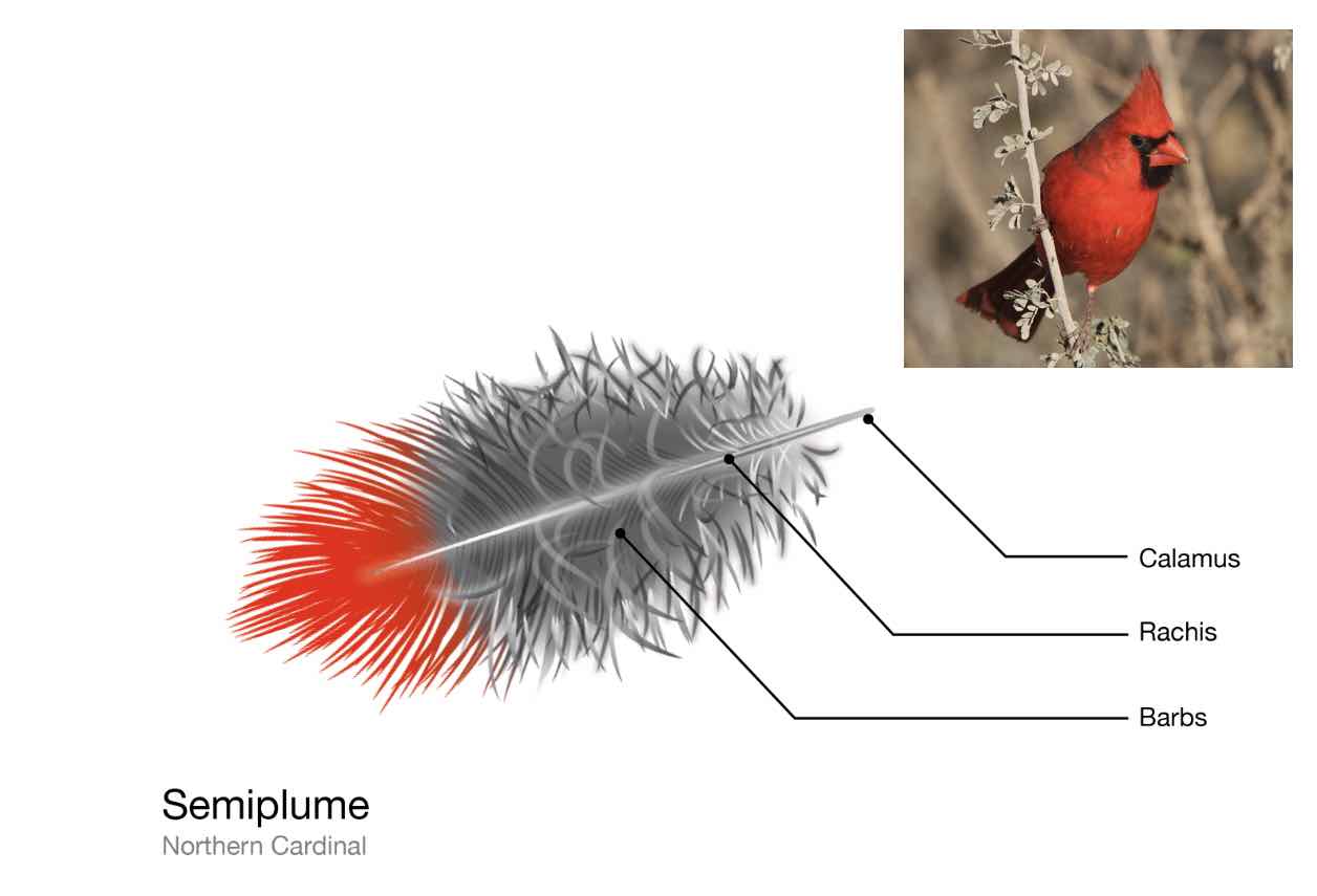The Secret of Bird Feathers - What's a Feather Look Like Under a ...