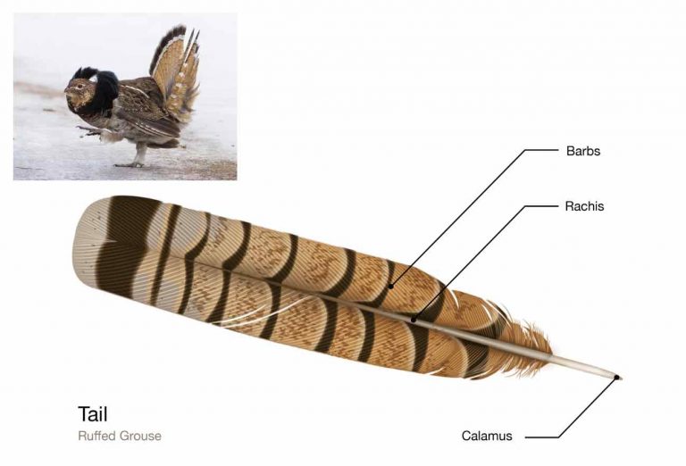 The Secret of Bird Feathers - What's a Feather Look Like Under a ...