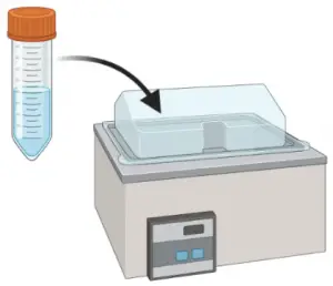 Cell Culture Basics – The Foundation of Biotechnology - Rs' Science