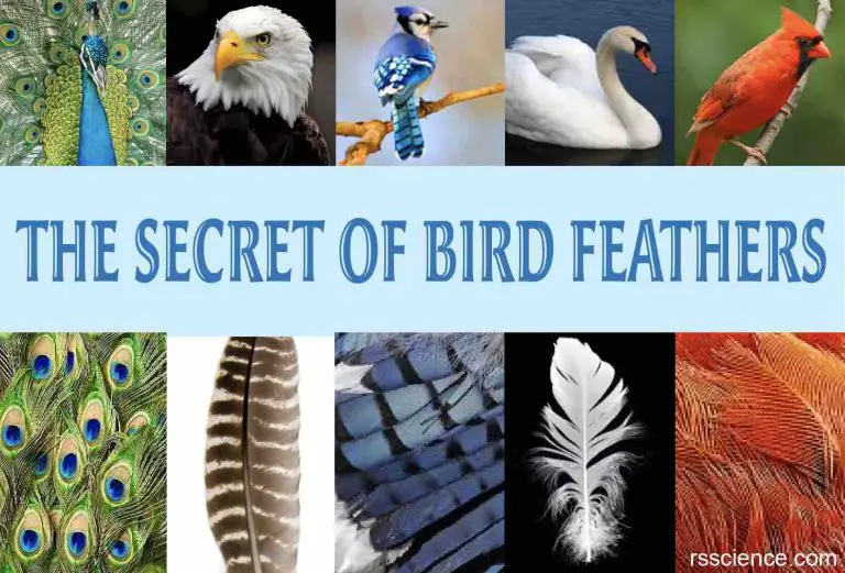 The Secret of Bird Feathers - What's a Feather Look Like Under a ...
