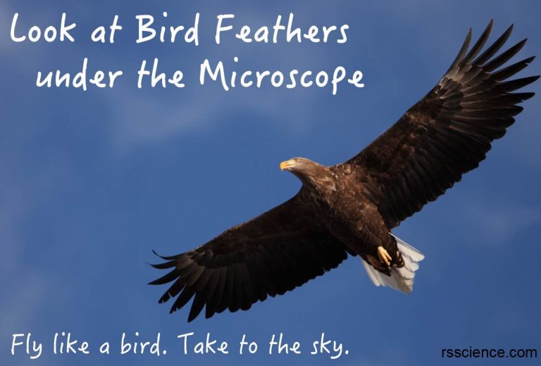 The Secret of Bird Feathers - What's a Feather Look Like Under a ...