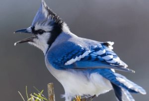 The Secret of Bird Feathers - What's a Feather Look Like Under a ...