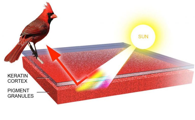 The Secret of Bird Feathers - What's a Feather Look Like Under a ...
