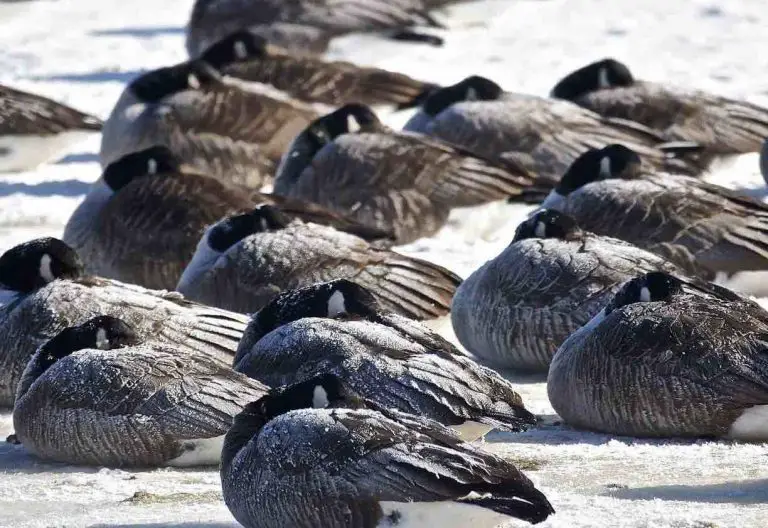 The Secret of Bird Feathers - What's a Feather Look Like Under a ...