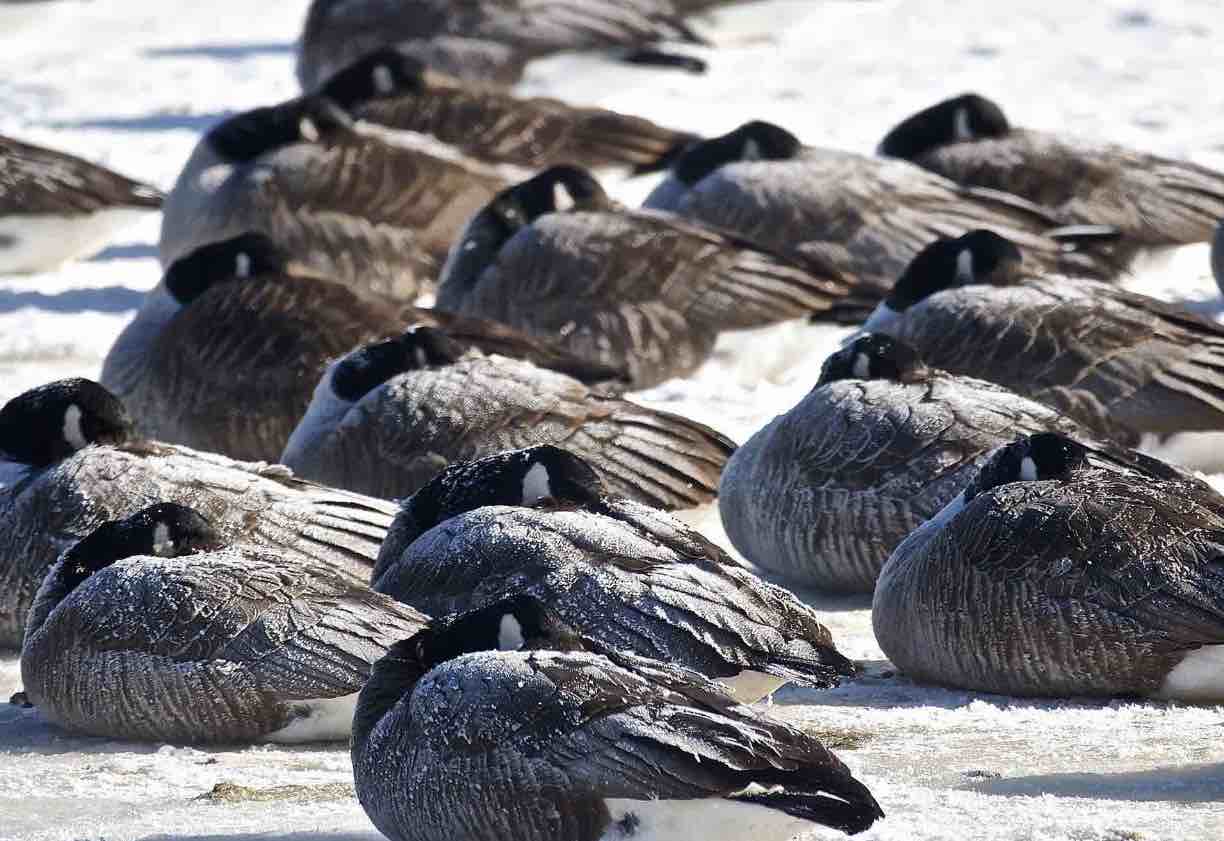 The Secret of Bird Feathers - What's a Feather Look Like Under a ...