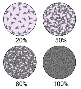 Cell Culture Basics – The Foundation of Biotechnology - Rs' Science