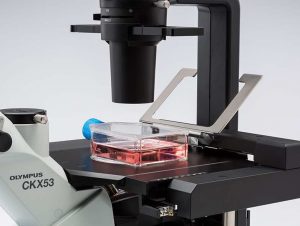 Cell Culture Basics – The Foundation of Biotechnology - Rs' Science