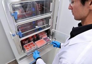 Cell Culture Basics – The Foundation of Biotechnology - Rs' Science