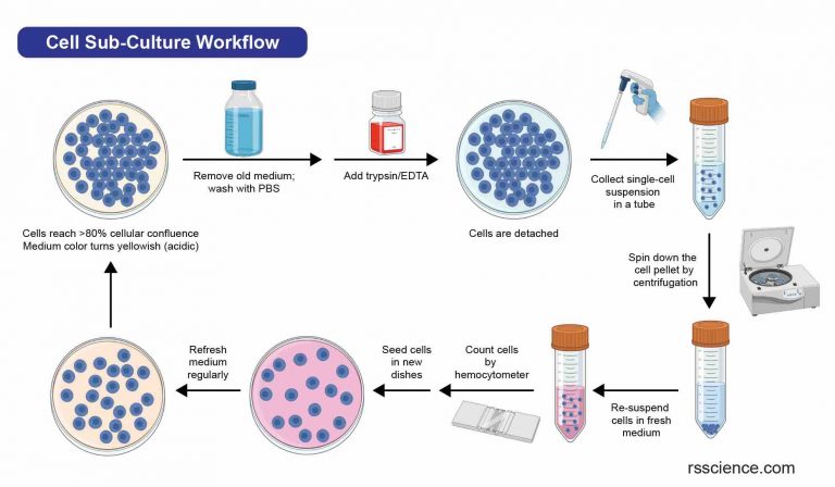 Cell Culture Basics – The Foundation of Biotechnology - Rs' Science
