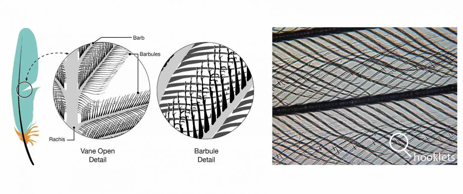 The Secret of Bird Feathers - What's a Feather Look Like Under a ...