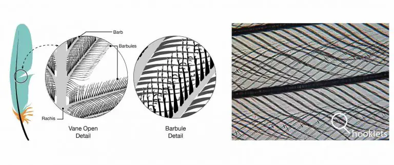 The Secret of Bird Feathers - What's a Feather Look Like Under a ...