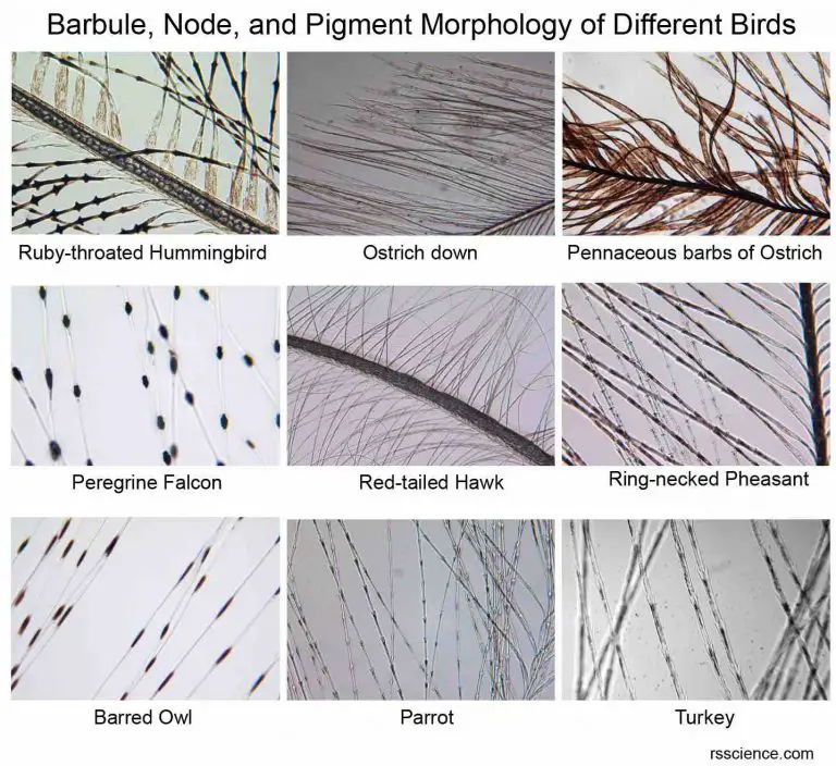 The Secret of Bird Feathers - What's a Feather Look Like Under a ...