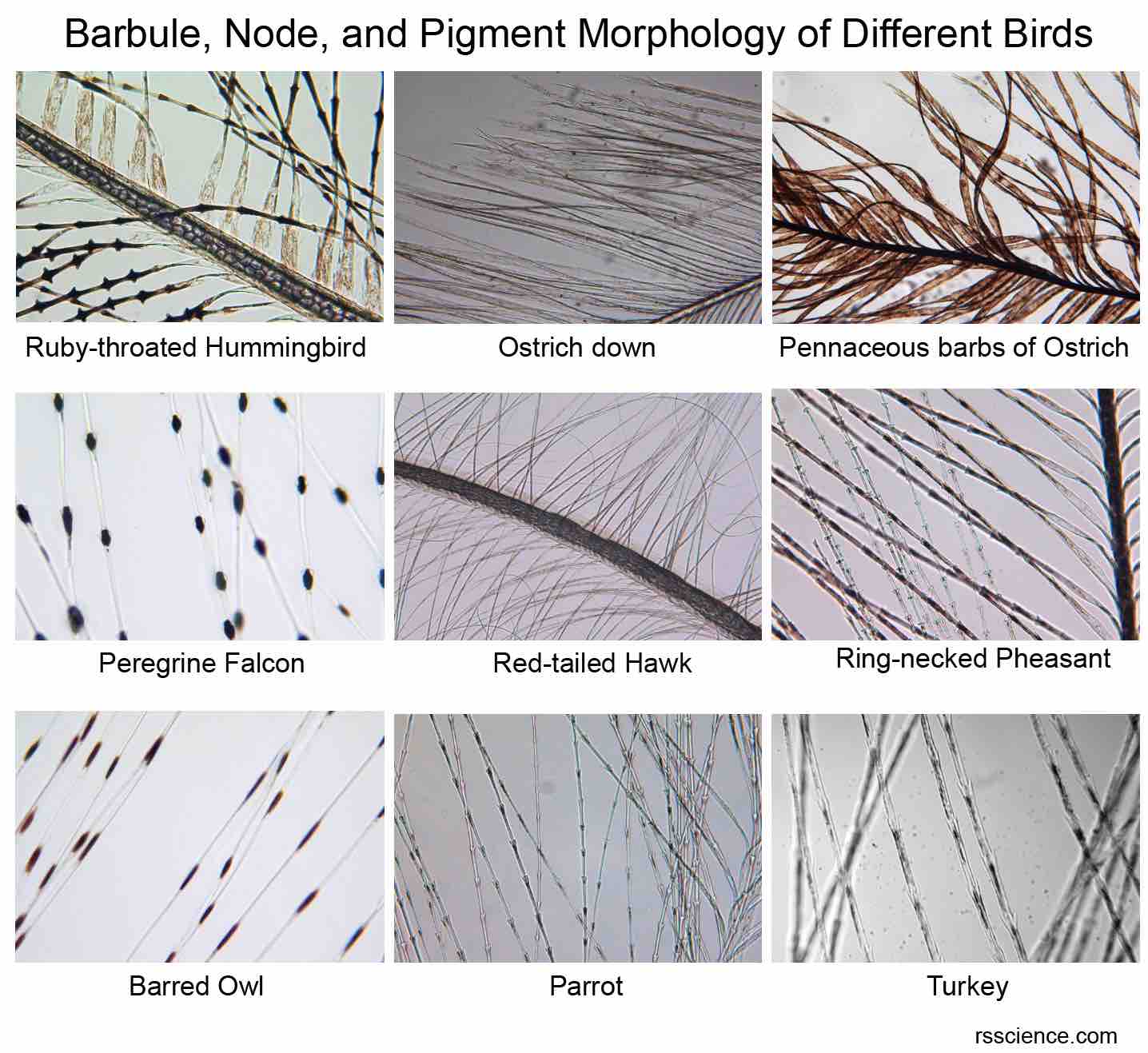 The Secret of Bird Feathers - What's a Feather Look Like Under a ...