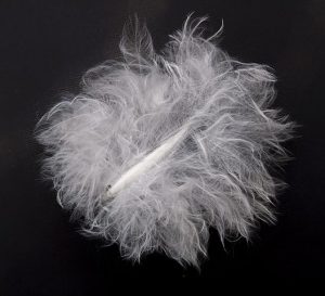 The Secret of Bird Feathers - What's a Feather Look Like Under a ...