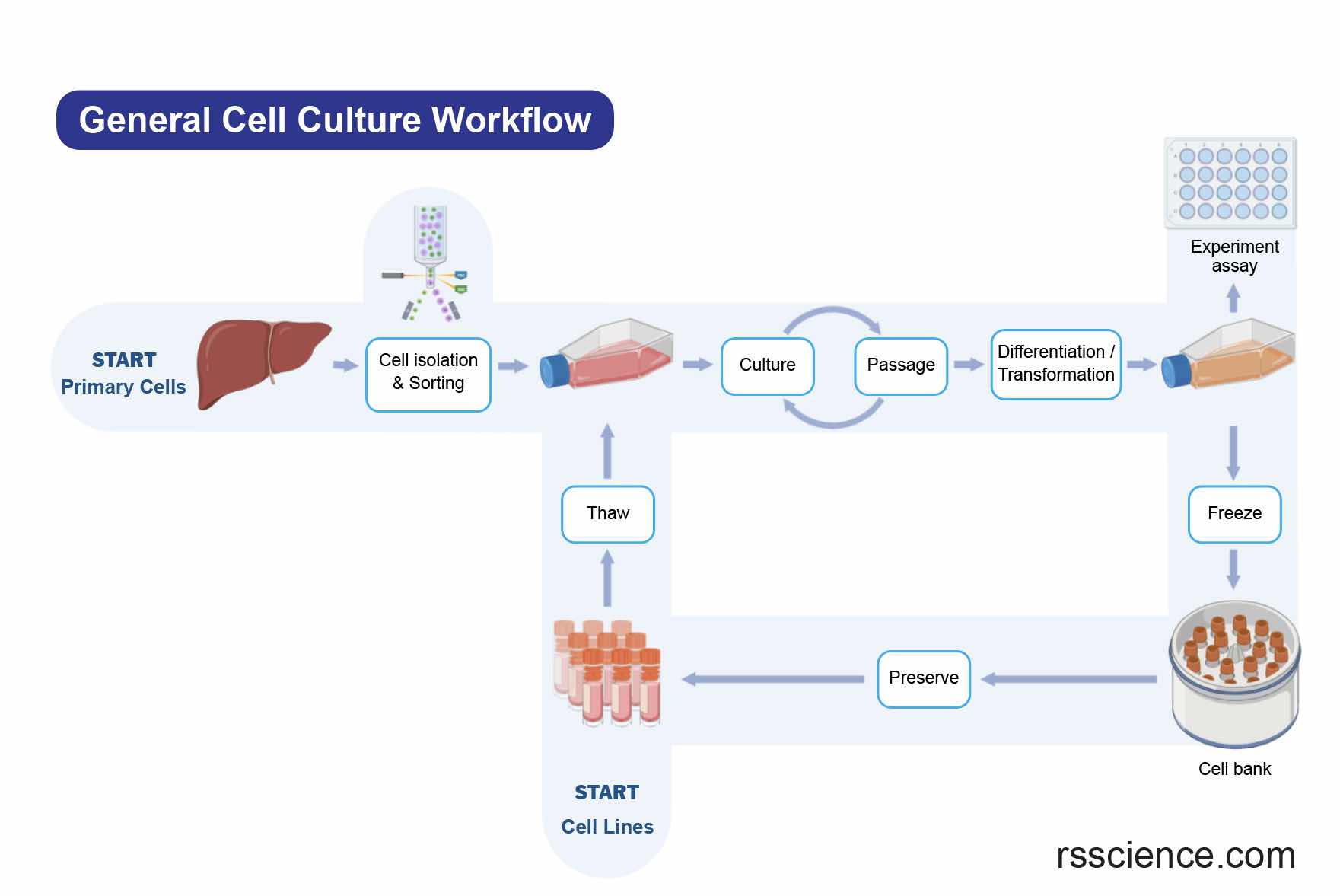 Cell Culture Basics – The Foundation of Biotechnology - Rs' Science