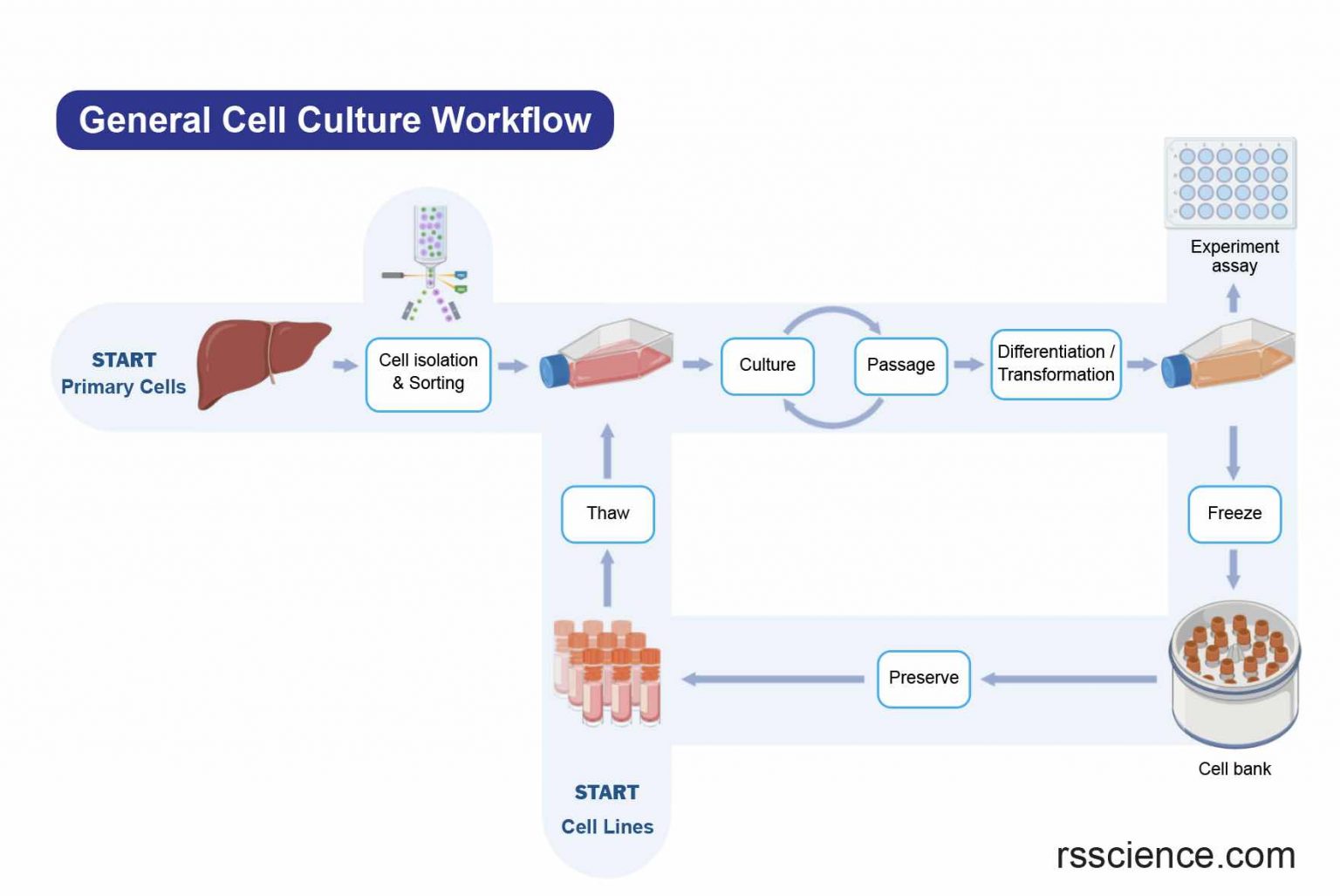 Cell Culture Basics – The Foundation of Biotechnology - Rs' Science