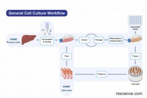 Cell Culture Basics – The Foundation of Biotechnology - Rs' Science