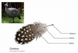 The Secret of Bird Feathers - What's a Feather Look Like Under a ...