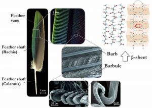 The Secret of Bird Feathers - What's a Feather Look Like Under a ...