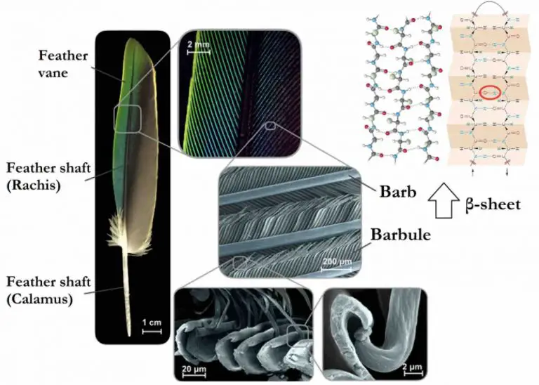 The Secret of Bird Feathers - What's a Feather Look Like Under a ...