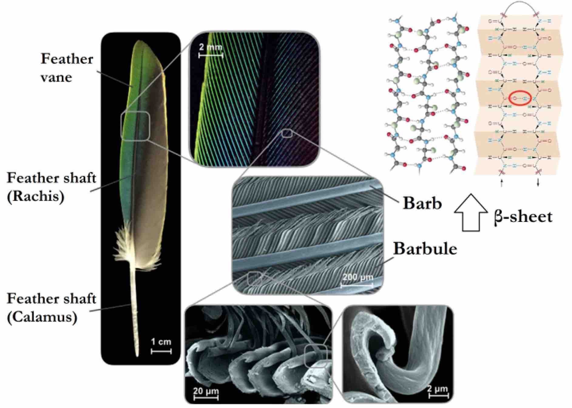 The Secret of Bird Feathers - What's a Feather Look Like Under a ...