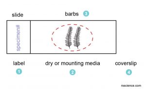 The Secret of Bird Feathers - What's a Feather Look Like Under a ...