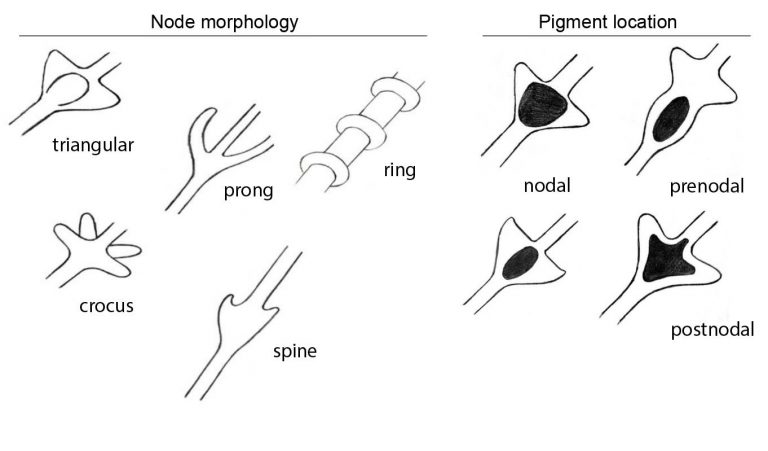 The Secret of Bird Feathers - What's a Feather Look Like Under a ...