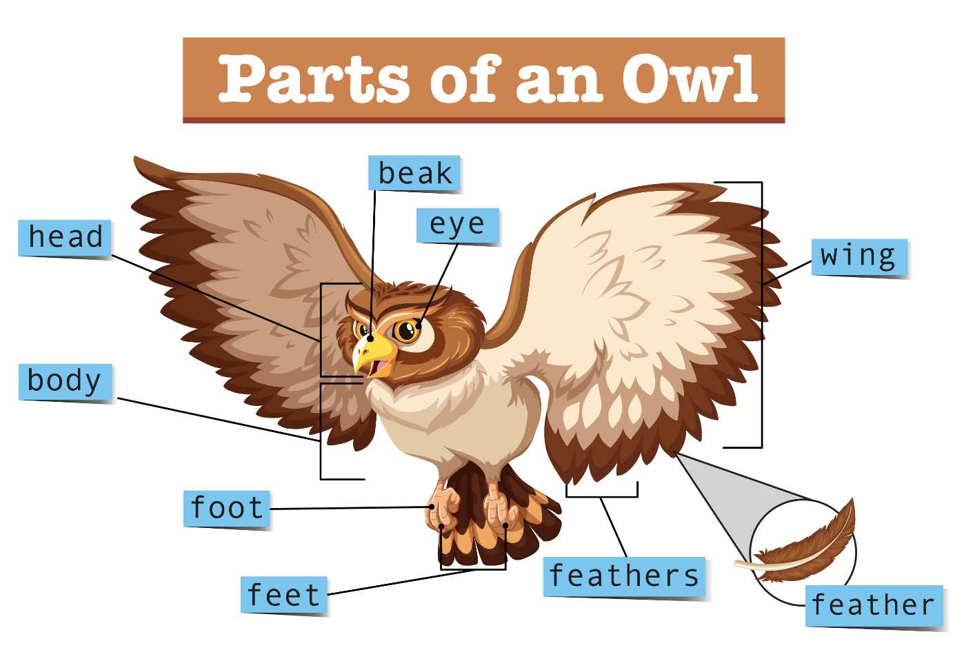 The Secret of Bird Feathers - What's a Feather Look Like Under a ...