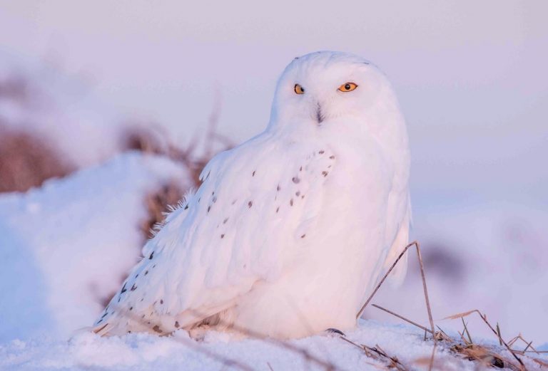 The Secret of Bird Feathers - What's a Feather Look Like Under a ...