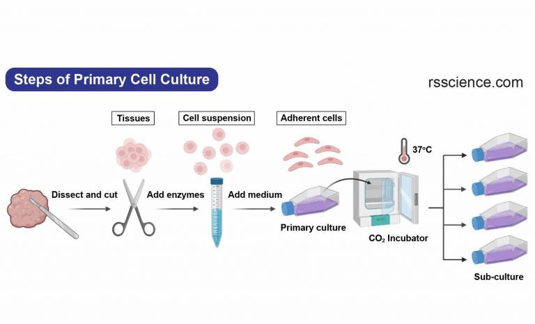 Cell Culture Basics – The Foundation of Biotechnology - Rs' Science