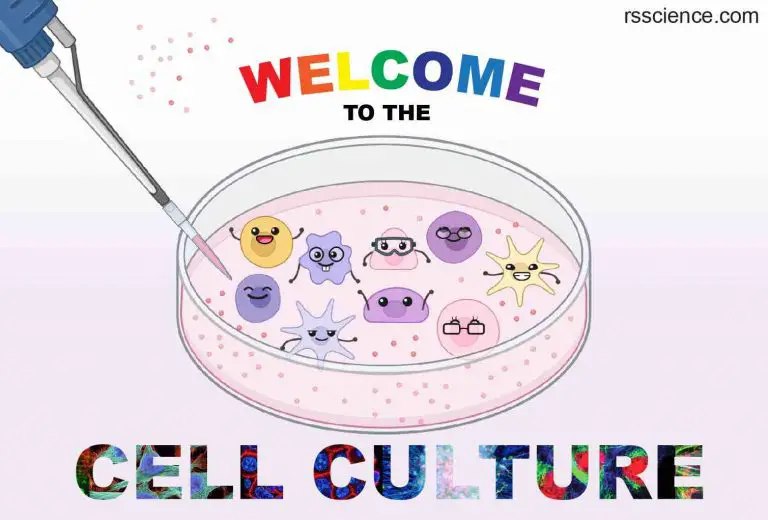 Cell Culture Basics – The Foundation of Biotechnology - Rs' Science