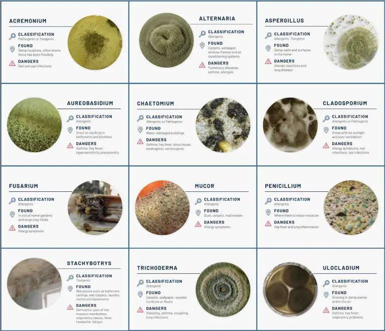 The Biology of Molds (Moulds) - classification, characteristics ...