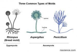 The Biology of Molds (Moulds) - classification, characteristics ...
