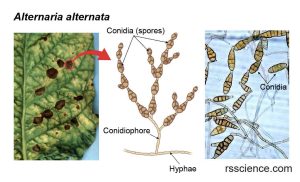 The Biology of Molds (Moulds) - classification, characteristics ...