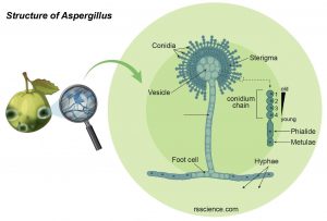 The Biology of Molds (Moulds) - classification, characteristics ...