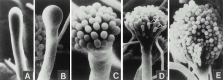 The Biology of Molds (Moulds) - classification, characteristics ...