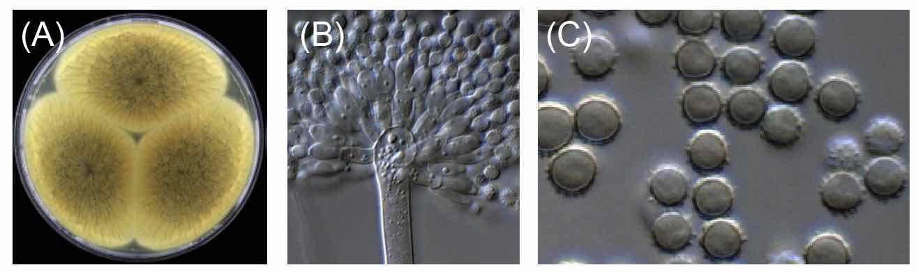 The Biology of Molds (Moulds) - classification, characteristics ...