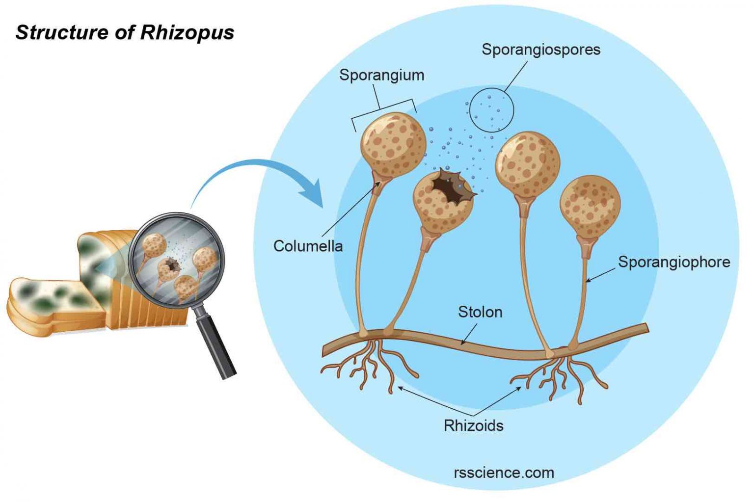 The Biology of Molds (Moulds) - classification, characteristics ...