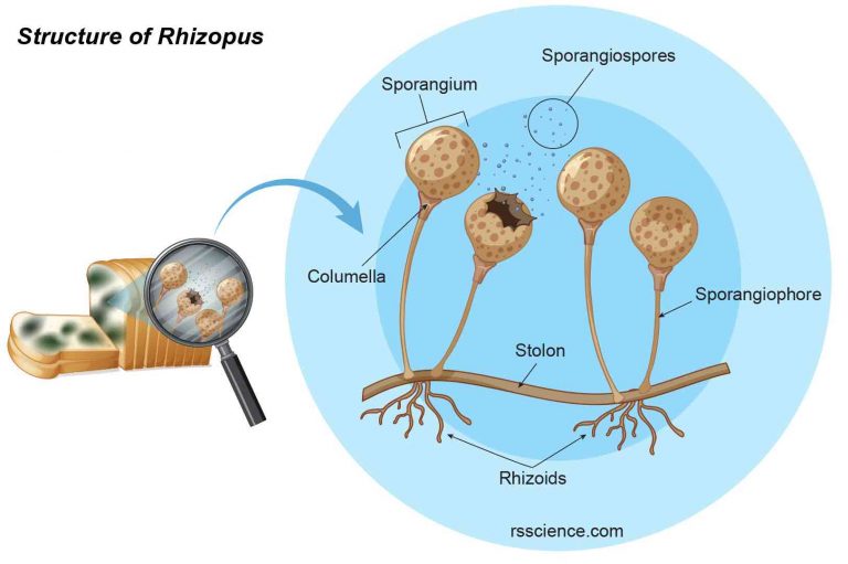 The Biology of Molds (Moulds) - classification, characteristics ...