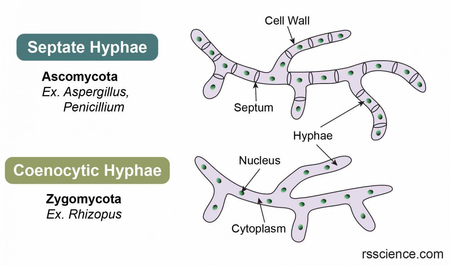 The Biology of Molds (Moulds) - classification, characteristics, structure and types - Rs' Science