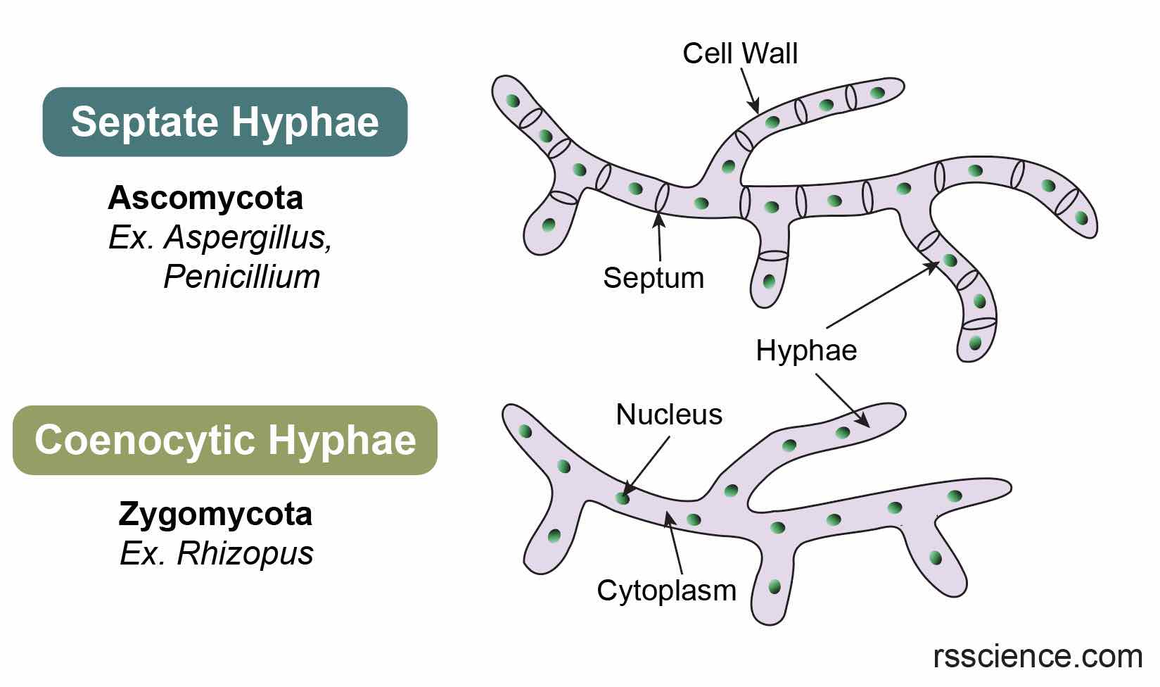 The Biology of Molds (Moulds) - classification, characteristics, structure and types - Rs' Science