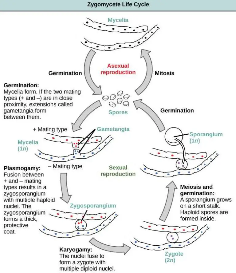 The Biology of Molds (Moulds) - classification, characteristics ...