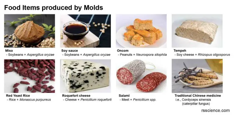 The Biology of Molds (Moulds) - classification, characteristics ...