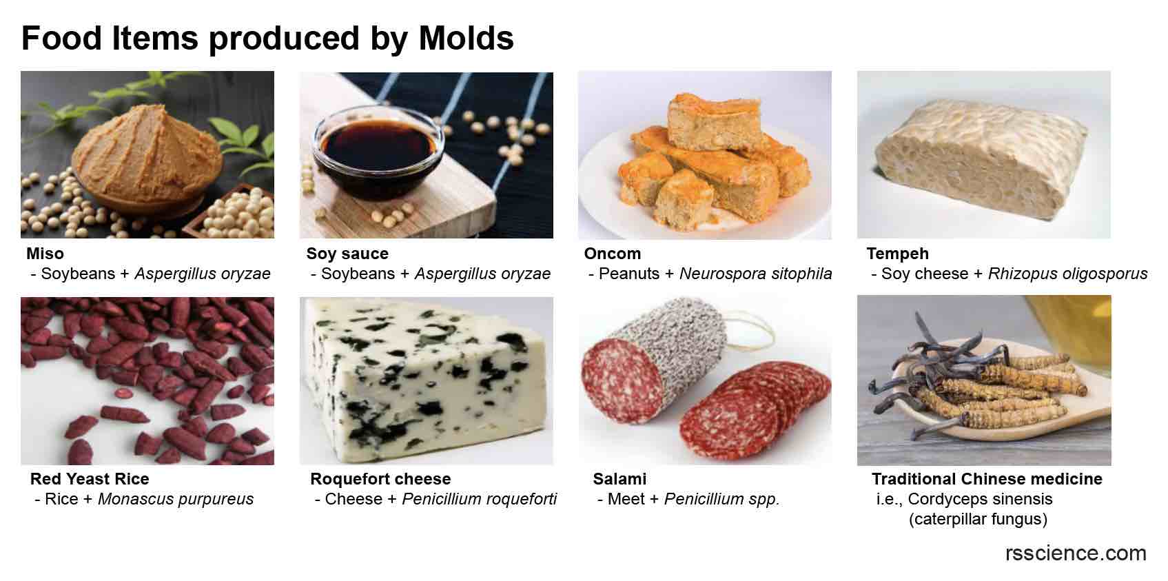 The Biology of Molds (Moulds) - classification, characteristics ...