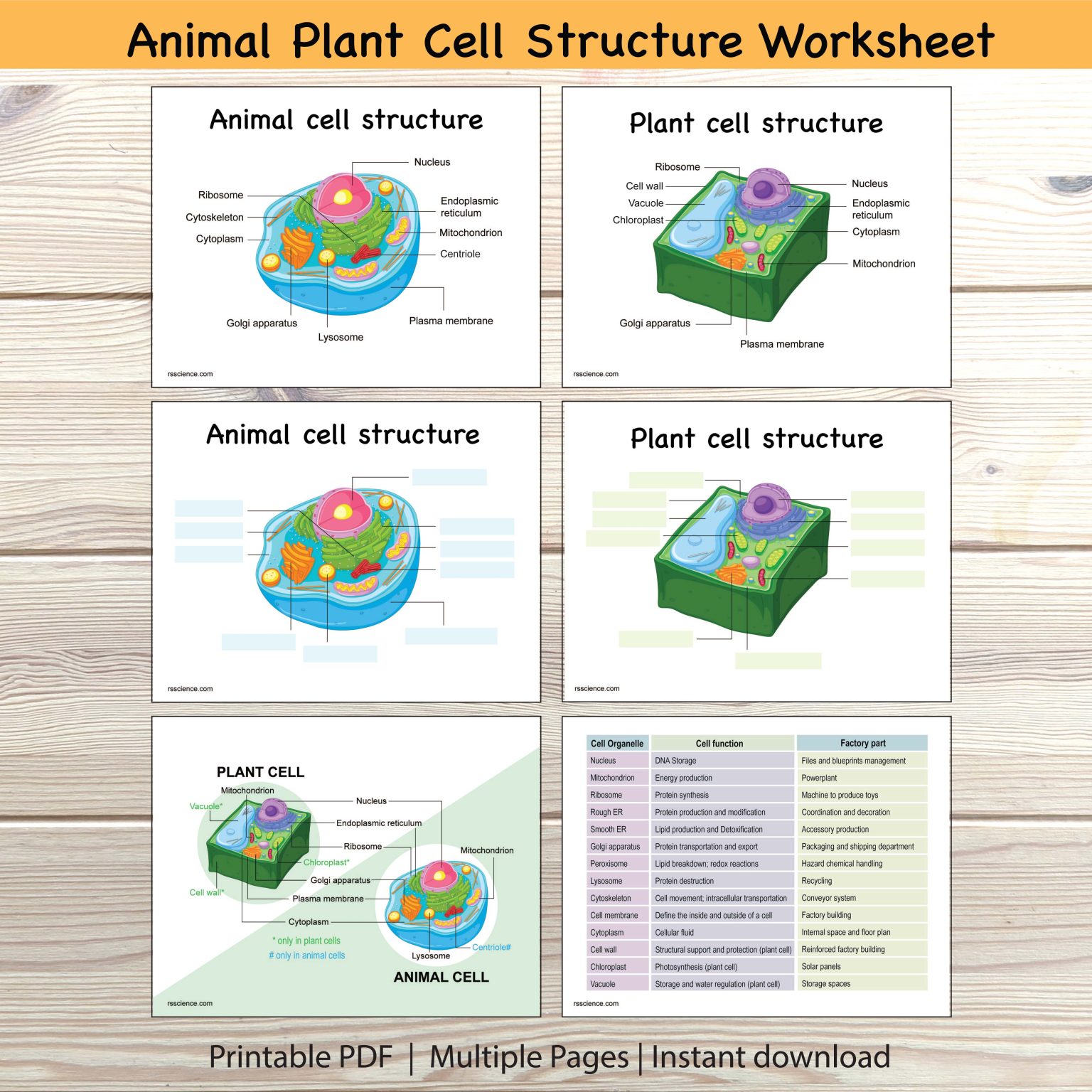 Cell Organelles and their Functions - Rs' Science