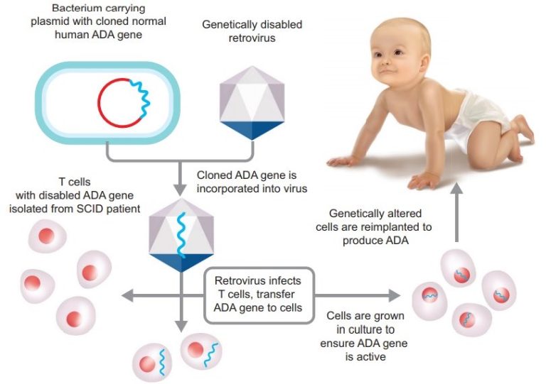 Gene Therapy A Promising Biotechnology For The Treatment Of Genetic Diseases And Cancers